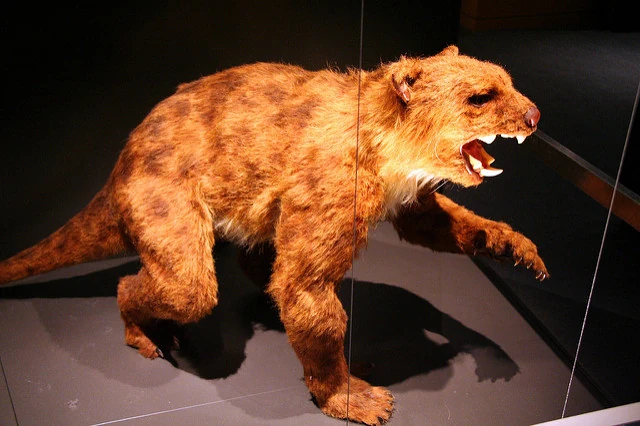 Marsupial Lion | Fanon Wiki | Fandom