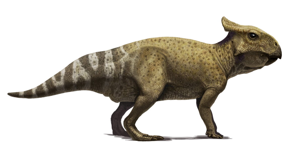 Protoceratops Mourii Fanon Wiki Fandom