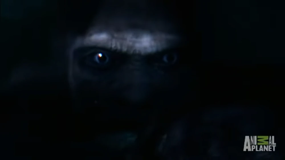 Paupan ocean troll | Fanon Wiki | Fandom