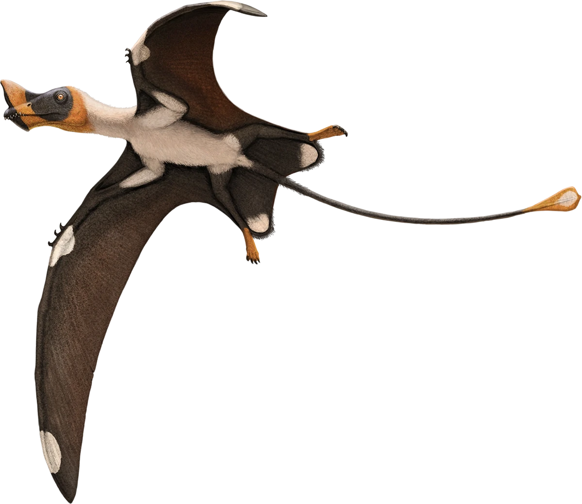 Caviramus (SciiFii) | Fanon Wiki | Fandom