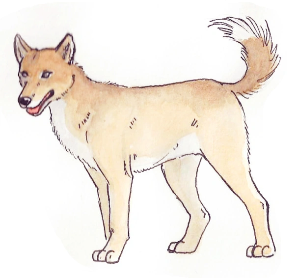 Protocyon troglodytes (SciiFii) | Fanon Wiki | Fandom