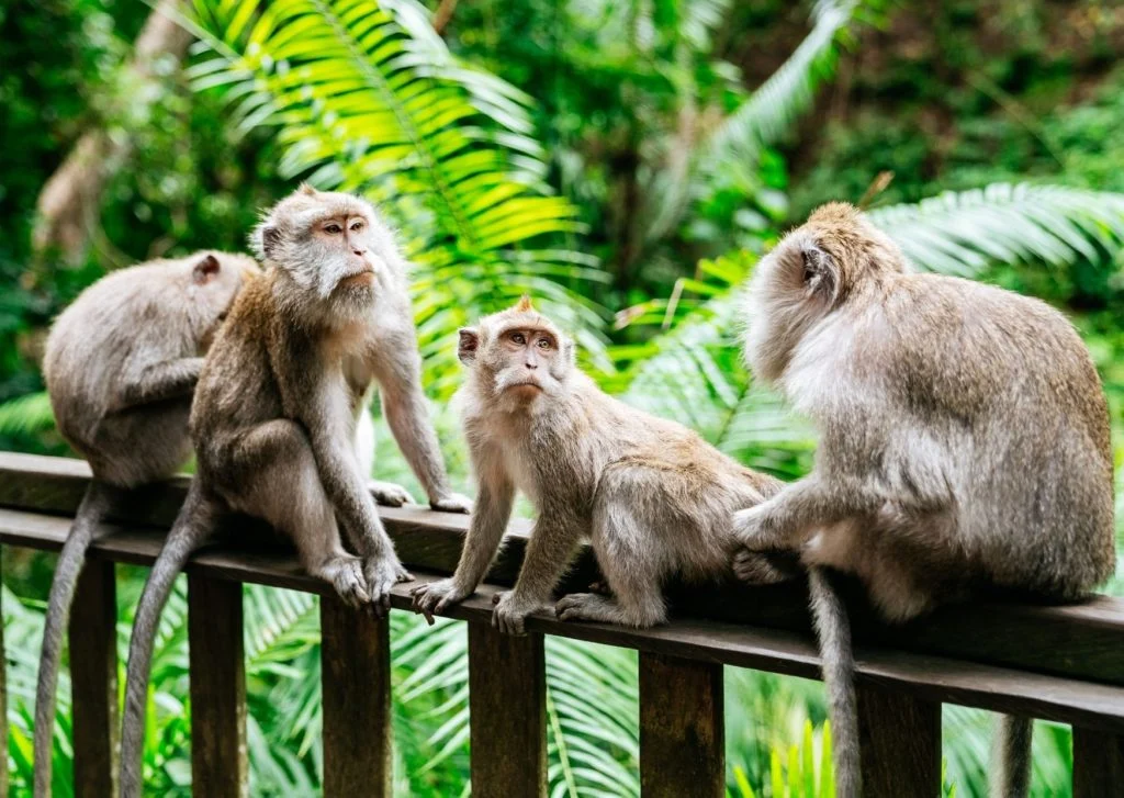 Scandinavian bearded monkey | Fanon Wiki | Fandom