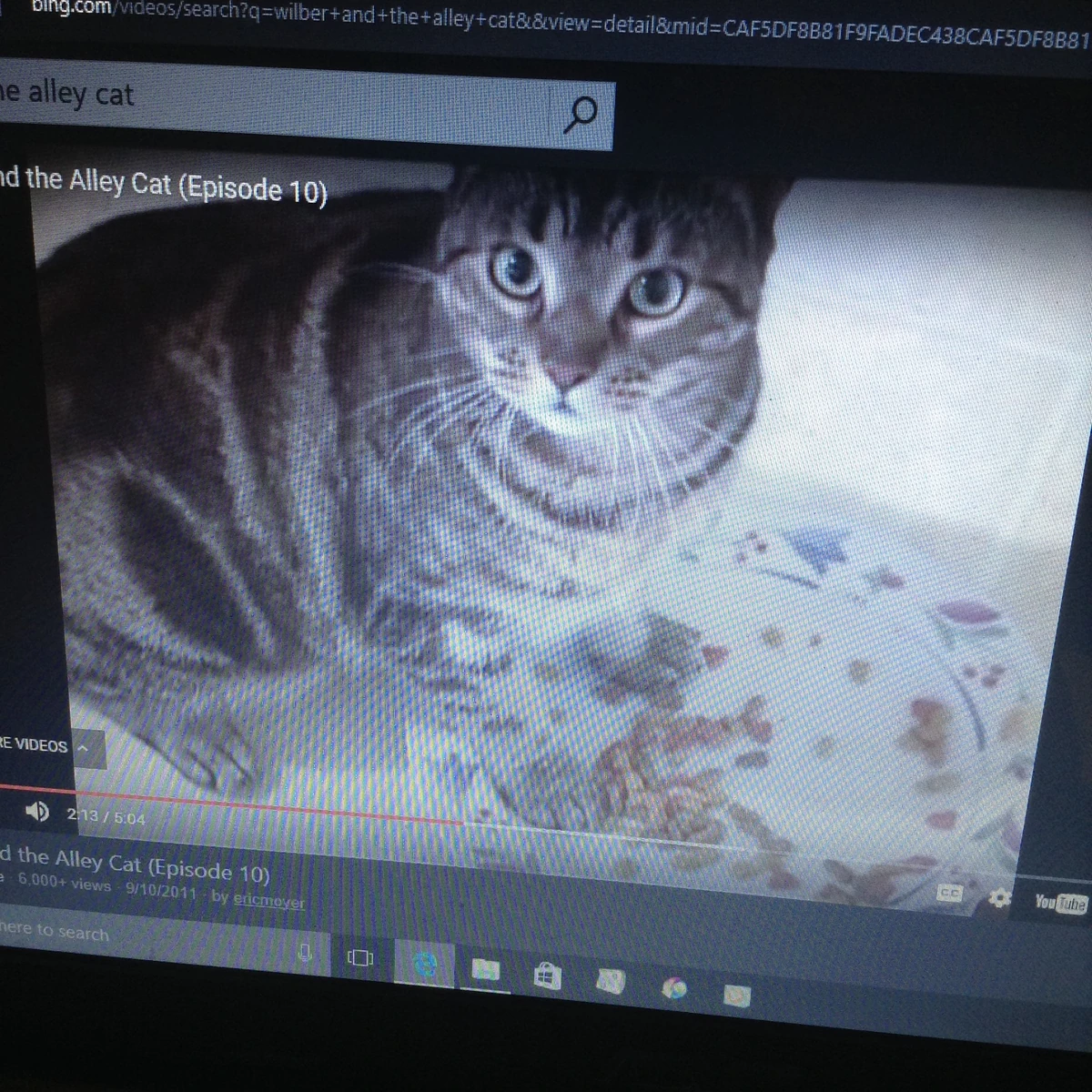 Wilber and the Alley Cat | Fanon Wiki | Fandom