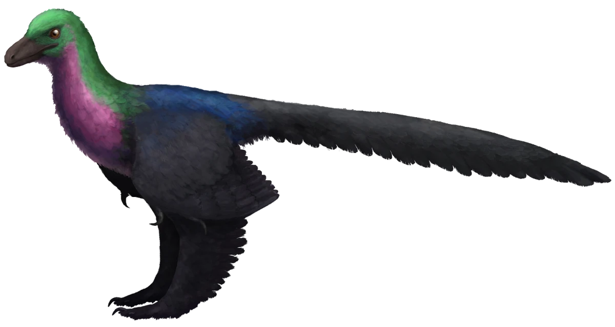 Violet-Breasted Wounder | Fanon Wiki | Fandom