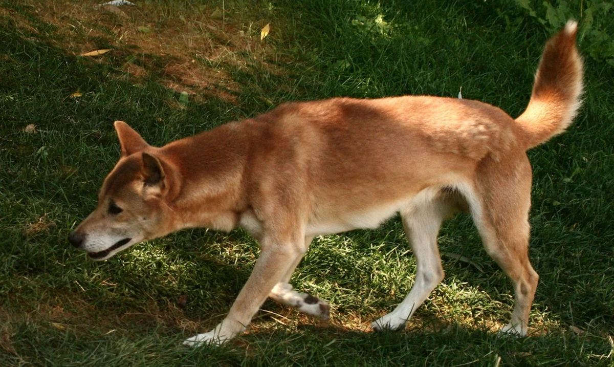 Indian Dingo | Fanon Wiki | Fandom
