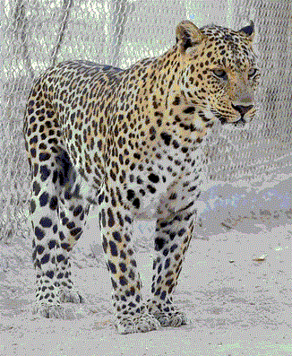 Himalayan Leopard | Fanon Wiki | Fandom