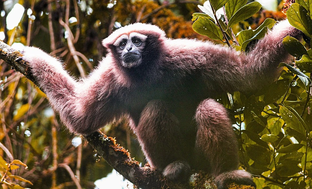 European gibbon (SciiFii) | Fanon Wiki | Fandom
