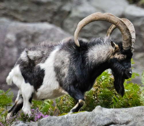 Hawaiian Wild Goat | Fanon Wiki | Fandom