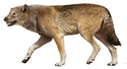 Dire wolf (SciiFii) | Fanon Wiki | Fandom