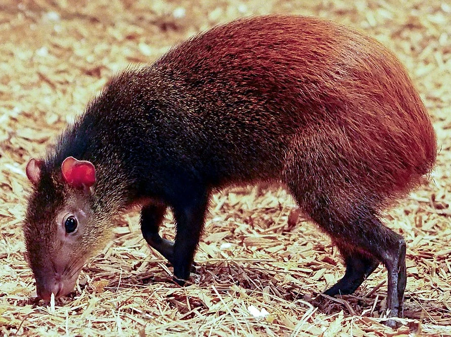 North American agouti (SciiFii) | Fanon Wiki | Fandom