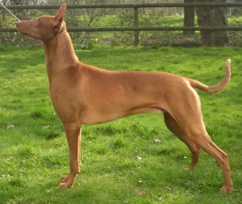 Tesem (SciiFii) | Fanon Wiki | Fandom