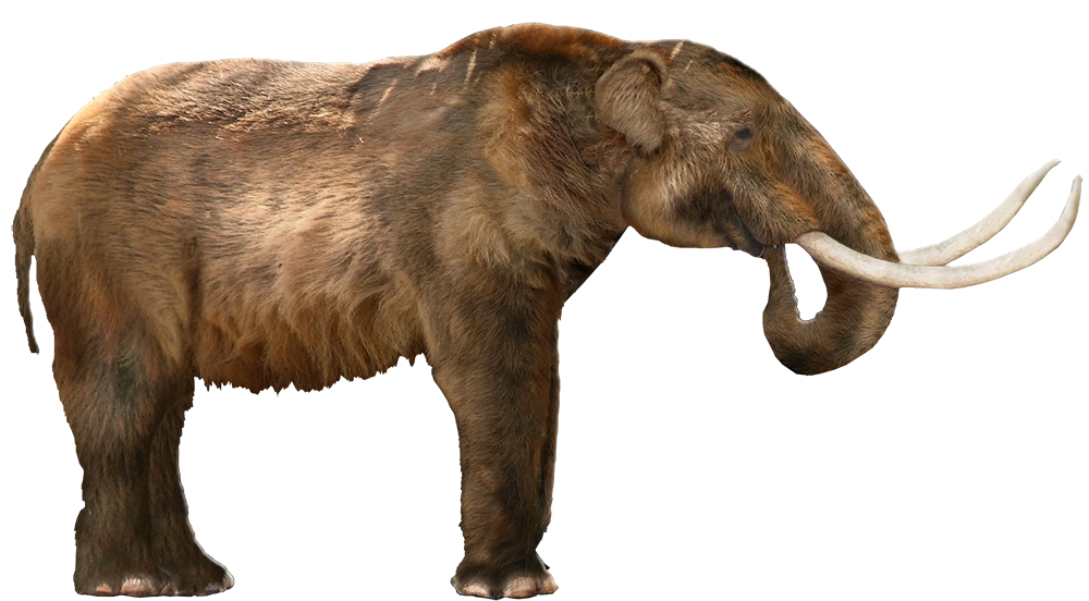 Woolly Elephant | Fanon Wiki | Fandom