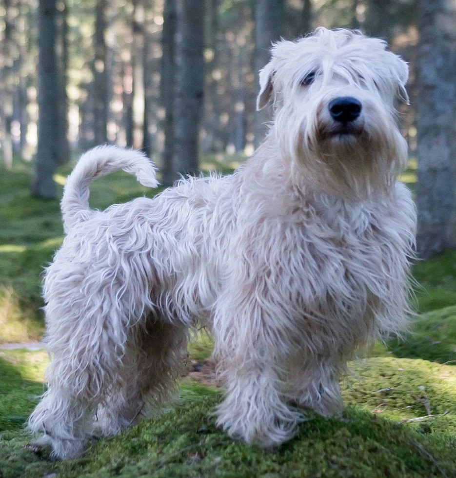 Salish Wool Dog (SciiFii) | Fanon Wiki | Fandom