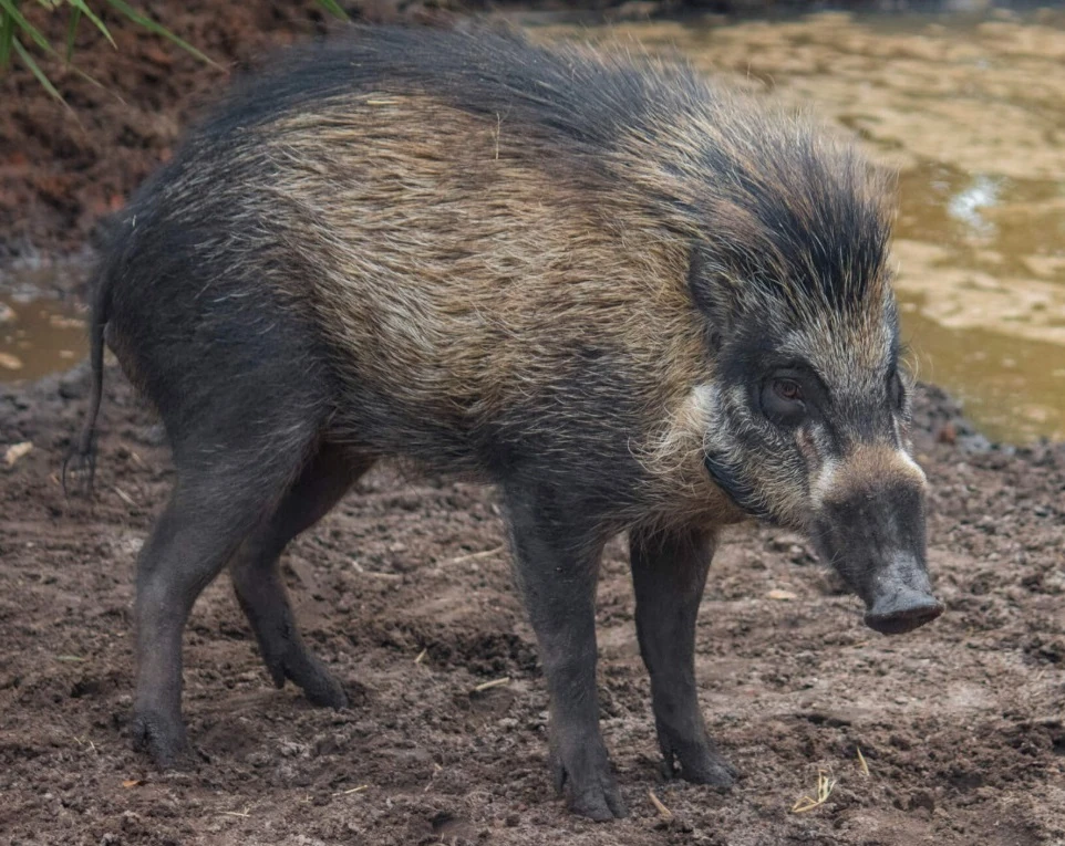 Sylvan Island | Fanon Wiki | Fandom