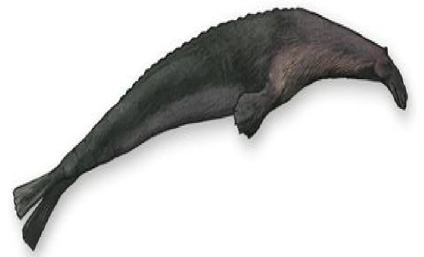 Cadborosaurus (SciiFii) | Fanon Wiki | Fandom
