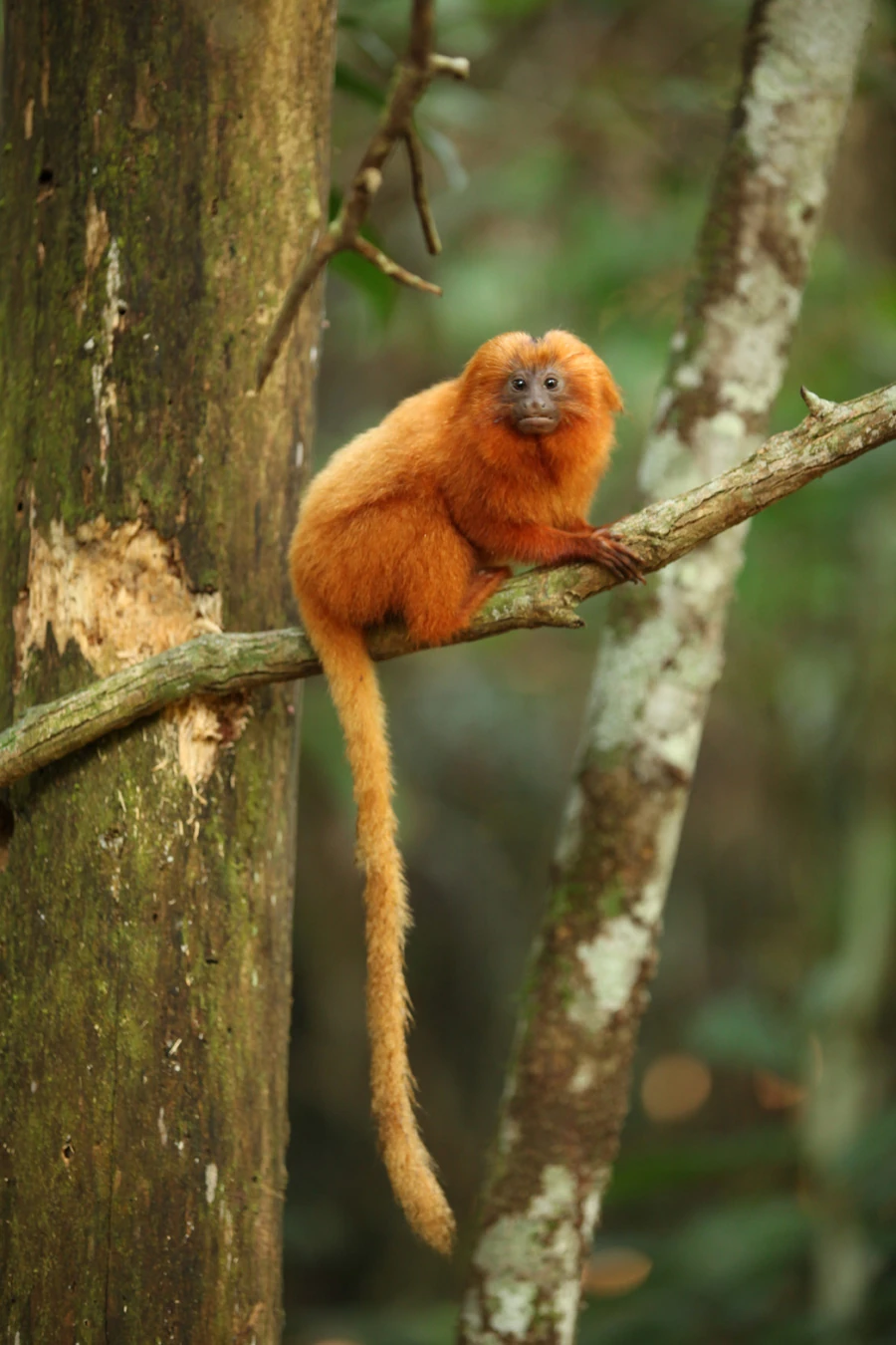 North American Tamarin | Fanon Wiki | Fandom