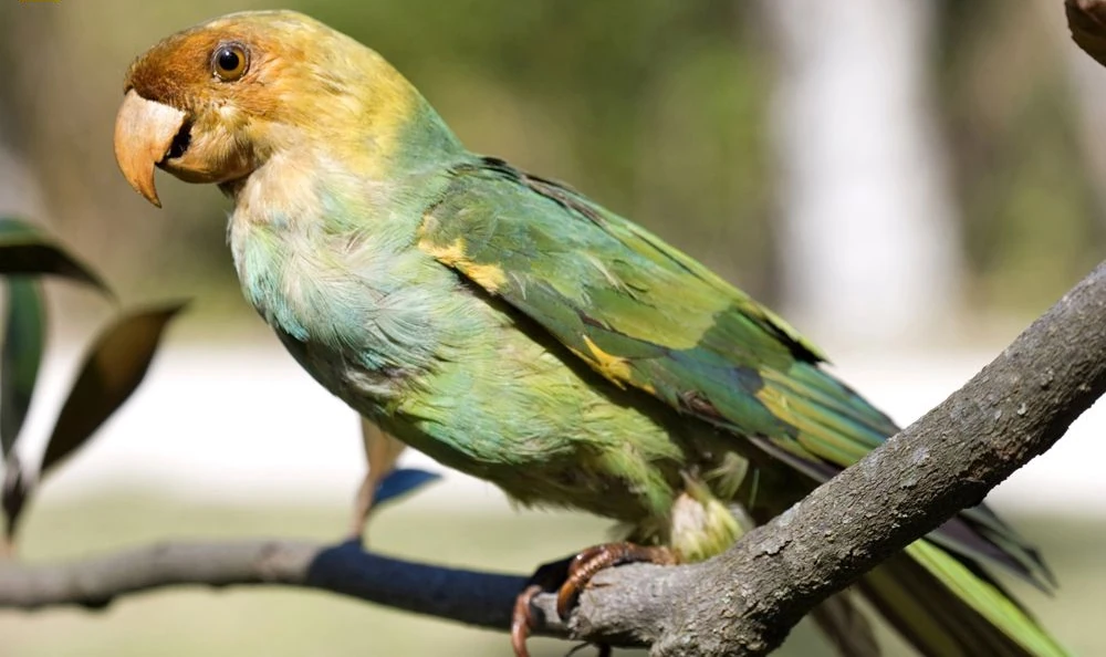 Carolina parakeet (SciiFii) | Fanon Wiki | Fandom