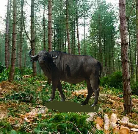 European Cape Buffalo | Fanon Wiki | Fandom