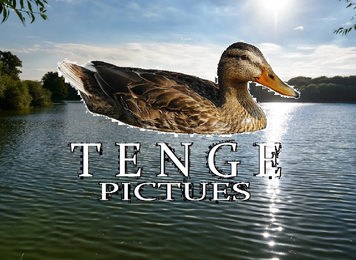 Tenge Pictures | Fanon Wiki | Fandom