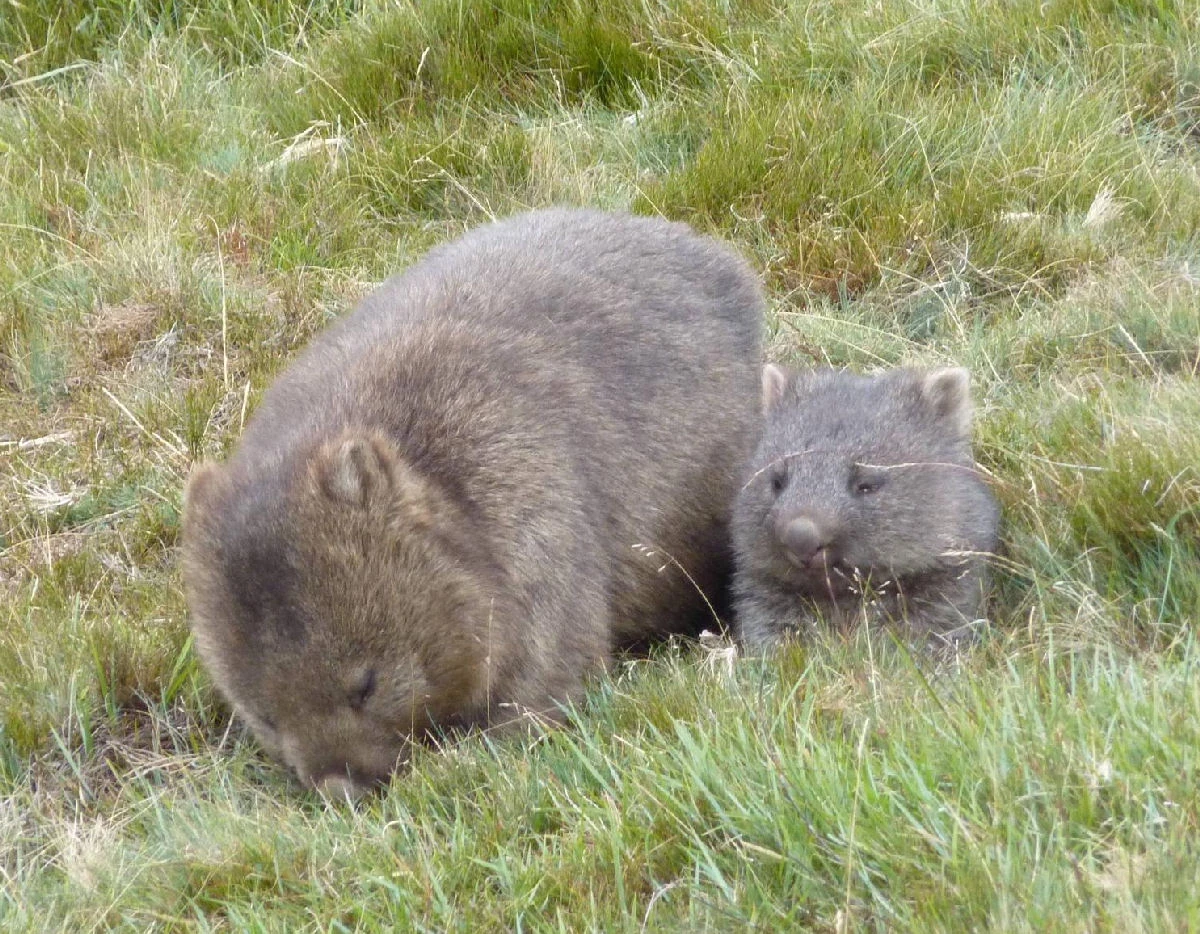 American Wombat | Fanon Wiki | Fandom