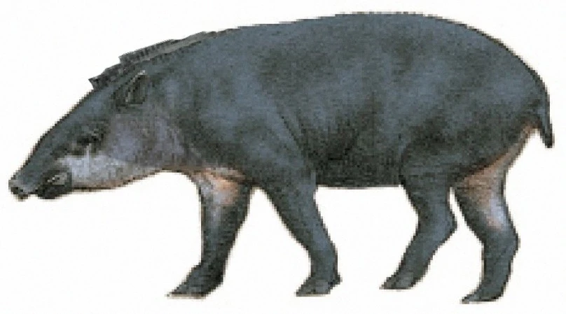 Caribbean tapir (SciiFii) | Fanon Wiki | Fandom