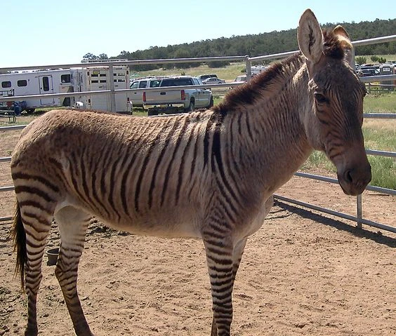 Domestic Zebra | Fanon Wiki | Fandom