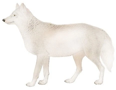 Newfoundland wolf (SciiFii) | Fanon Wiki | Fandom