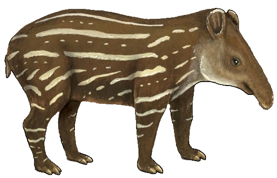 Tapirus tarijensis (SciiFii) | Fanon Wiki | Fandom