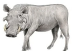 Cape warthog (SciiFii) | Fanon Wiki | Fandom