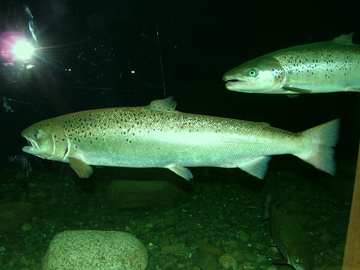 Columbian Salmon | Fanon Wiki | Fandom