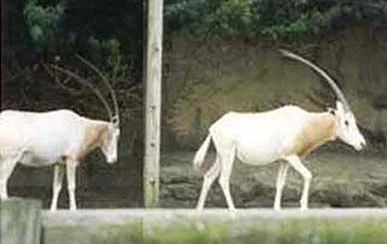 Domestic Sable Antelope | Fanon Wiki | Fandom