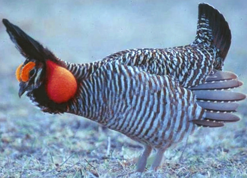 Western prairie chicken (SciiFii) | Fanon Wiki | Fandom