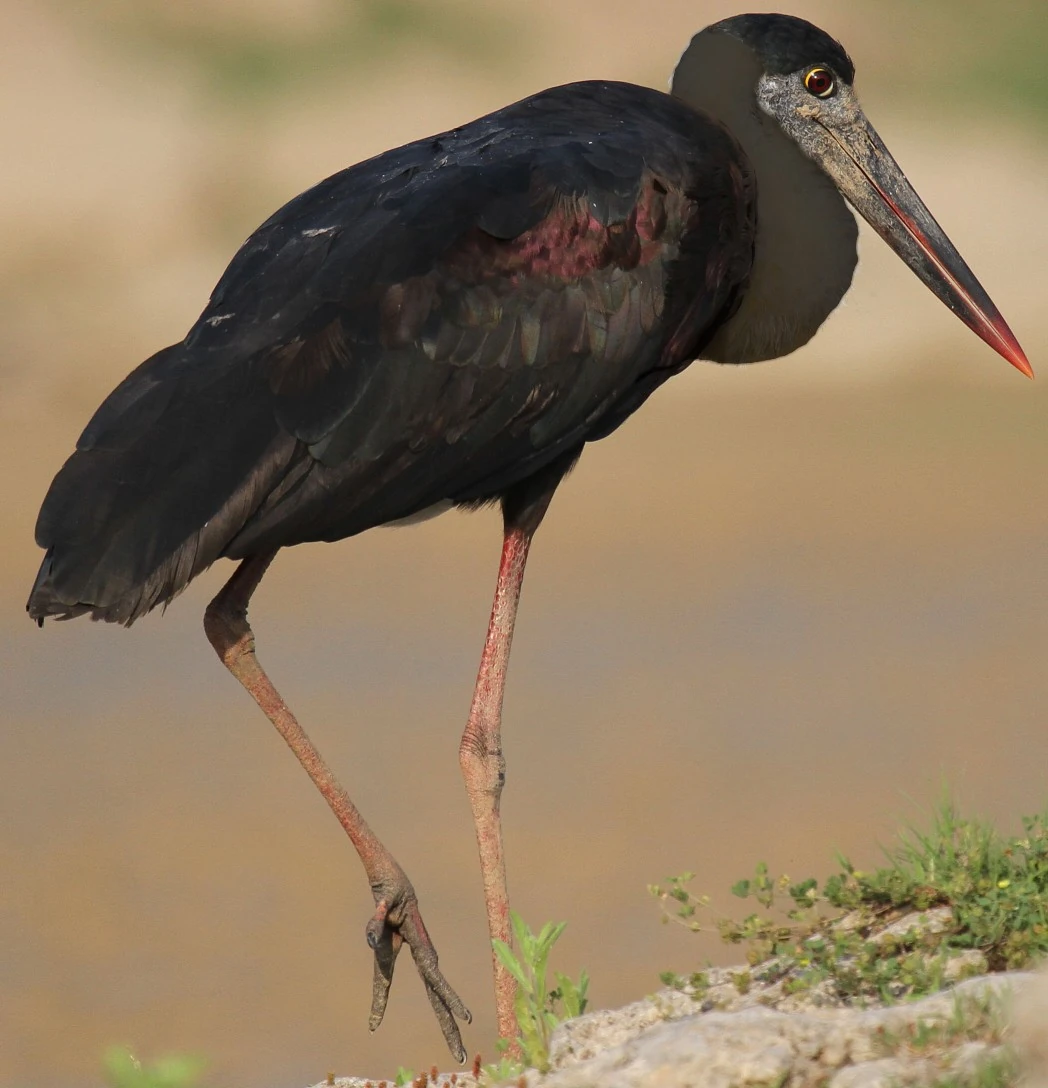 Ciconia maltha (SciiFii) | Fanon Wiki | Fandom