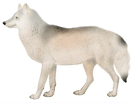 Bernard's wolf (SciiFii) | Fanon Wiki | Fandom