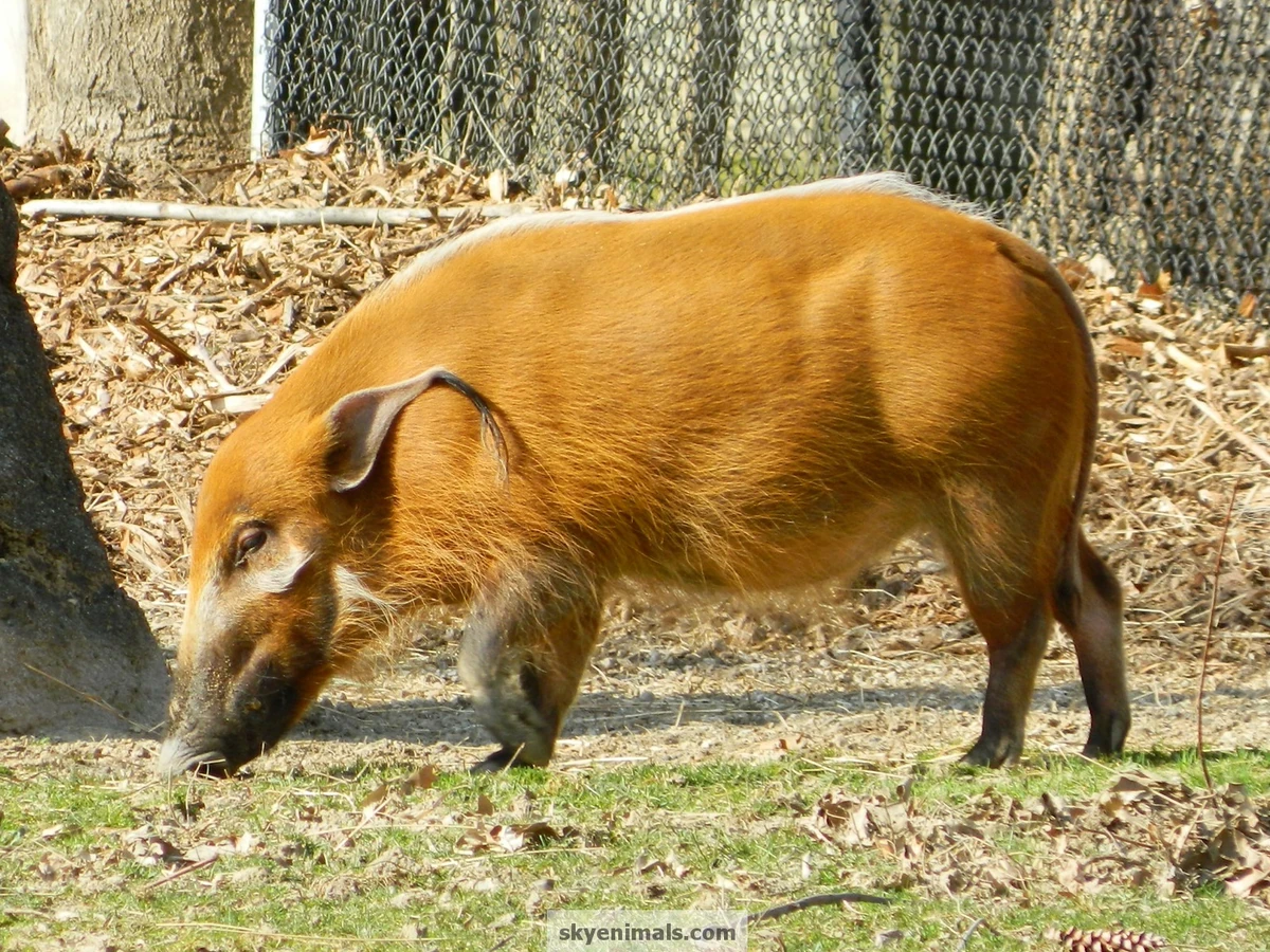 Red American Hog | Fanon Wiki | Fandom
