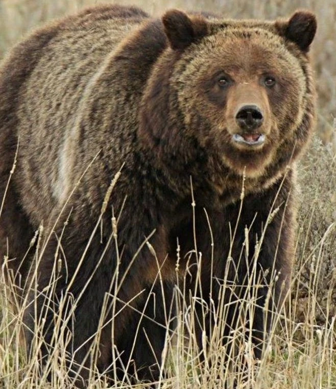 Mexican grizzly bear (SciiFii) | Fanon Wiki | Fandom