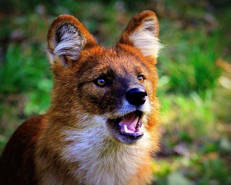 Les Dhôles | Wiki Fans des Chiens et des loups 🐶🐺 | Fandom