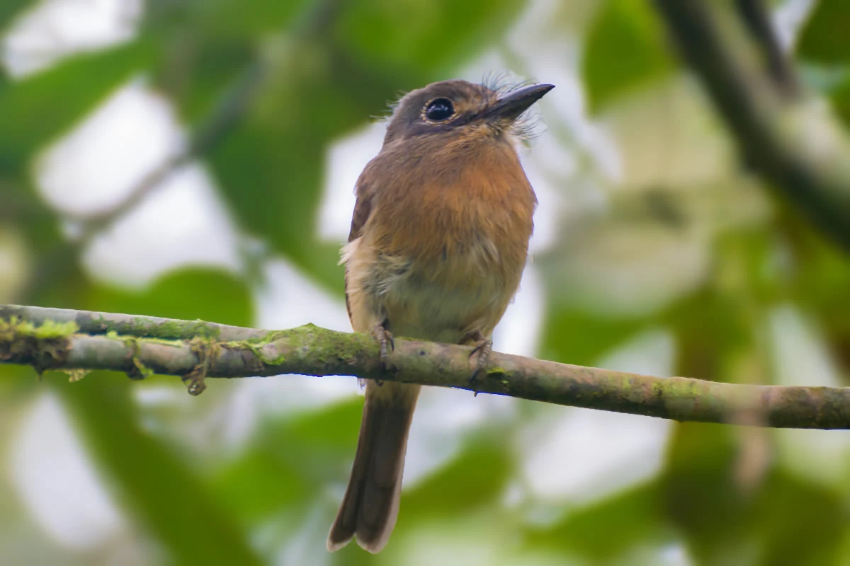 Macuru Fantastipedia Fandom