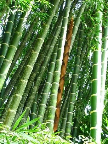 Taboca | Fantastipedia | Fandom