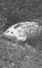 Tatzelwurm | Fantastipedia | Fandom