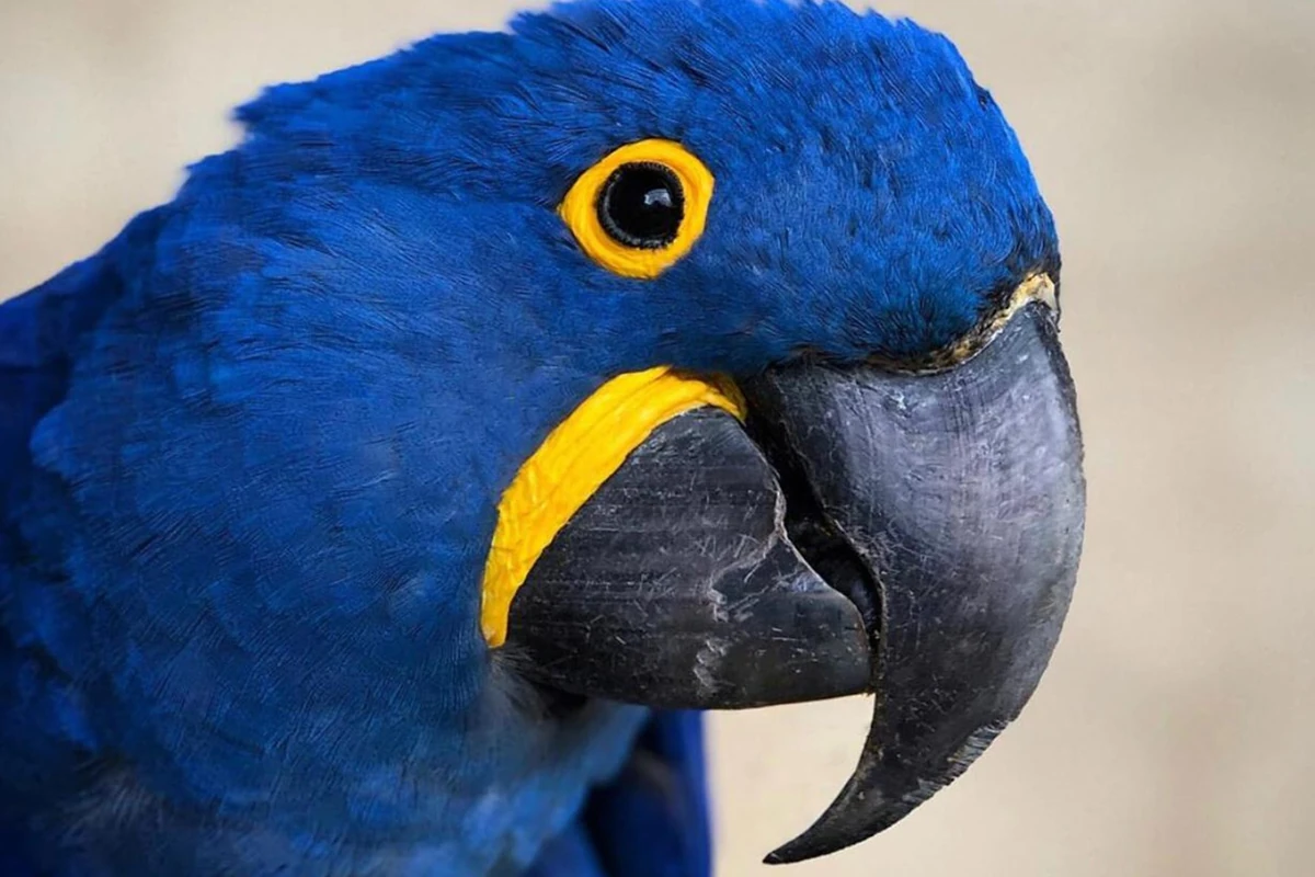 Arara-azul | Fantastipedia | Fandom