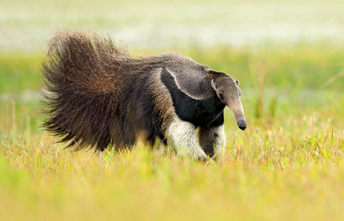 Tamanduá-Bandeira | Fantastipedia | Fandom