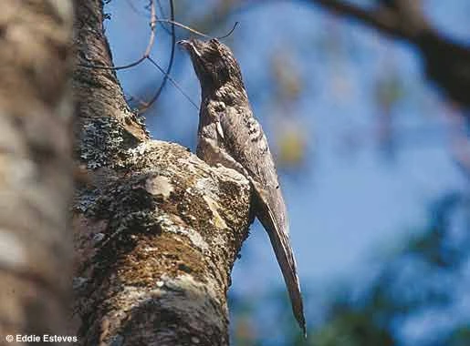 Urutau | Fantastipedia | Fandom