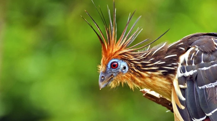 Aturiá | Fantastipedia | Fandom