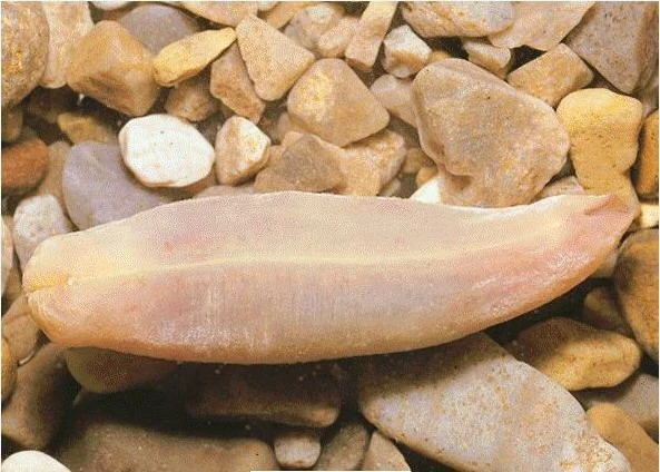 Aplacophora Games (2018) | Спорт вымышленного мира вики | Fandom