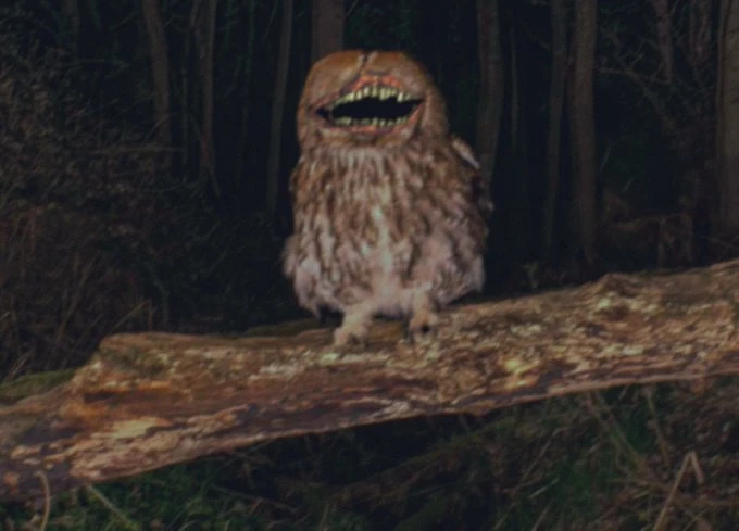 Улыбающиеся Сова | Фантастические существа вики | Fandom