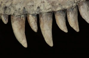 Paddock 9 | FantasyLeagueofChampions Wikia | Fandom