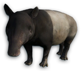 Tapiro dal ventre bianco | Far Cry Wiki | Fandom