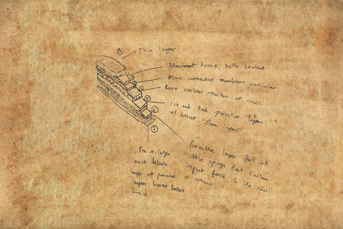Associative Function Areas/Introduction of Structure to the Human Brain ...