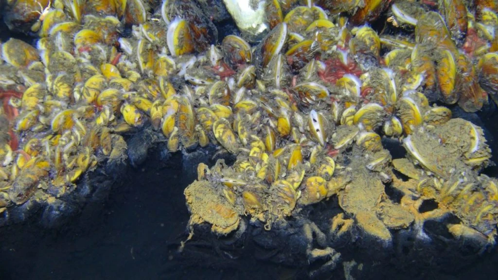 Tiger Mussels | Far Verona Wiki | Fandom